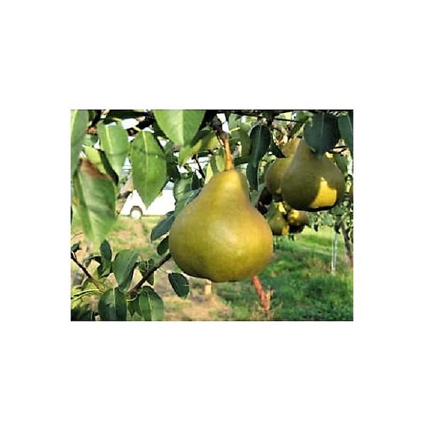 ■お礼品詳細　・配送方法：通常便　・事業者：山形農業協同組合　南部営農センター　・提供元：上山市■お申し込み・配送・その他　・発送時期：2026年8月下旬〜9月上旬迄※ご不在日が多く配達が困難な場合、お礼品や配送先の変更をお願いする場合がご...