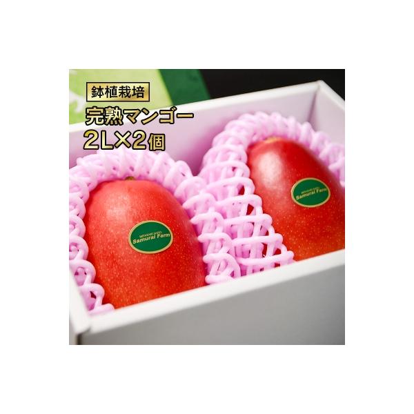 ■お礼品詳細　・内容量：2L×2玉（2Lサイズ：376〜420g）　・消費期限：出荷日より1週間程度(冷蔵庫に保管の上、お早めにお召し上がりください)　・発送方法：冷蔵便　・提供事業者：サムライファーム西都(株)　・提供元：西都市■お申し込...