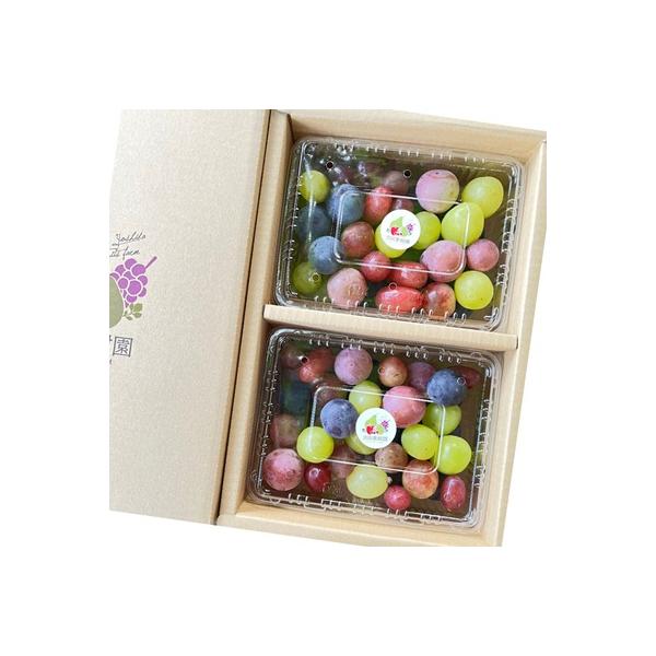 ■お礼品詳細　・配送方法：通常便　・事業者：吉田果樹園　・提供元：上山市■お申し込み・配送・その他　・発送時期：2026年9月中旬〜10月下旬迄※ご不在日が多く配達が困難な場合、お礼品や配送先の変更をお願いする場合がございます。 　・申込受...