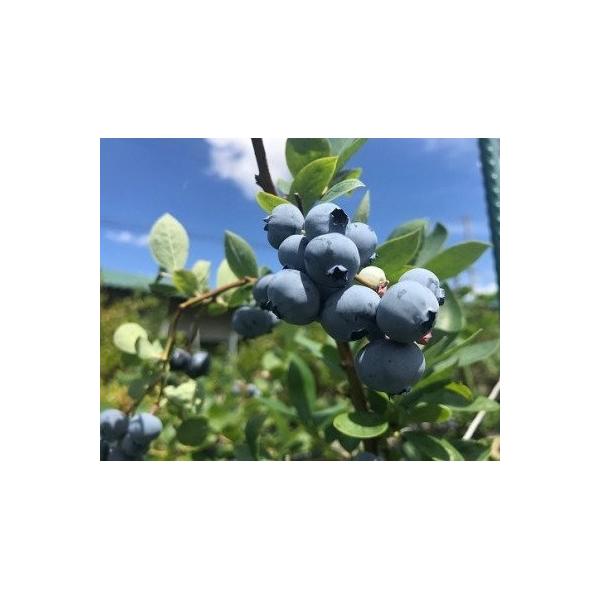 ■お礼品詳細　・提供元：南あわじ市■お申し込み・配送・その他　・発送時期：準備でき次第、順次発送します。※長期不在、転居等でお受け取りいただけない場合、再送はいたしかねます。ご了承ください。　・申込受付期間：通年　・配達外のエリア：　・寄付...