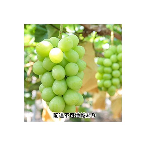 ■お礼品詳細　・内容量：シャインマスカット【晴王】　約700g×1房 岡山県内産（5条8号ハ）　・賞味期限：出荷日より冷蔵3〜4日　・配送方法：冷蔵配送　・事業者：モリ旬(モリストアー)　・備考：お届け日、時間帯の指定は申し訳ないですが、お...