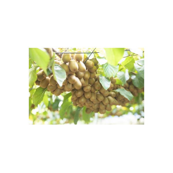 ■お礼品詳細　・配送不可地域：北海道、沖縄県、離島地域　・容量：キウイのたまご 45〜55g/個　24玉　約1.1kg相当　・賞味期限：発送日から5〜7日(直射日光を避け、涼しい場所で保管してください)　・配送方法：常温便　・提供元：善通寺...