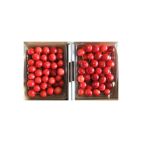 ■お礼品詳細　・配送方法：冷蔵便　・事業者：フルーツ　彩　・提供元：上山市■お申し込み・配送・その他　・発送時期：2026年6月中旬〜6月下旬迄※ご不在日が多く配達が困難な場合、お礼品や配送先の変更をお願いする場合がございます。 　・申込受...