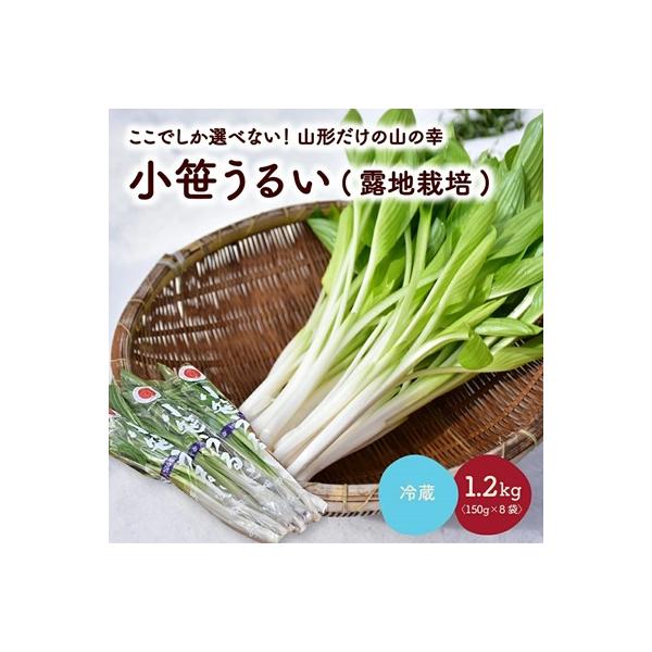 ■お礼品詳細　・配送方法：冷蔵便　・事業者：山形農業協同組合　南部営農センター　・提供元：上山市■お申し込み・配送・その他　・発送時期：2026年4月中旬〜5月上旬迄※ご不在日が多く配達が困難な場合、お礼品や配送先の変更をお願いする場合がご...