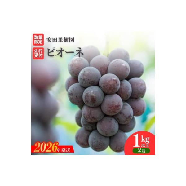 ■お礼品詳細　・事業者：安田果樹園　・内容量：約1kg以上(2房)　・賞味期限：発送日+3日程度※生もの(果物)ですので、できるだけお早めにお召し上がり下さい。　・配送方法：通常便　・アレルギー：もも、りんご　・提供元：福島市■お申し込み・...