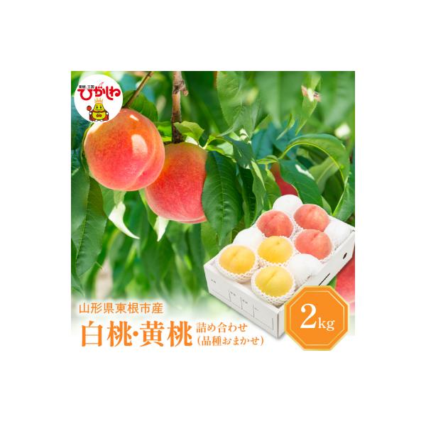 ■お礼品詳細　・容量：白桃・黄桃2kg（約5〜9玉）化粧箱入り　・アレルギー：28品目中：もも　・配送方法：冷蔵便　・提供事業者：株式会社東根農産センター　・地場産品基準(総務省告示第179号第5条第1号) ：東根市内で栽培・収穫された農産...