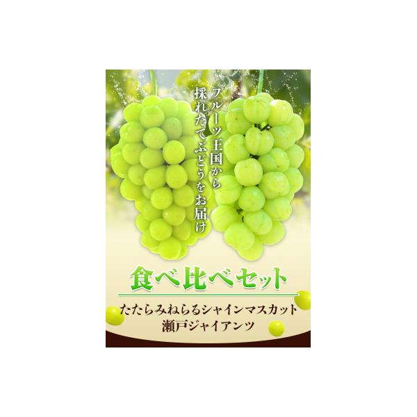 ■お礼品詳細　・配送方法：通常配送　・内容量：たたらみねらるシャインマスカット+たたらみねらる瀬戸ジャイアンツ1.3ｋｇ以上（各1房）　・賞味期限：出荷から5日程度　・提供元：笠岡市■お申し込み・配送・その他　・発送時期：2026年8月下旬...