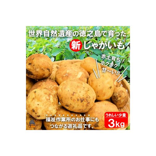 ■お礼品詳細　・配送方法：通常配送　・提供元：徳之島町■お申し込み・配送・その他　・発送時期：2026年2月〜4月頃配送致します。 ※町内の福祉作業所から心を込めて配送致します。　・申込受付期間：随時申込 ※収穫時期が終了するまで。　・配達...