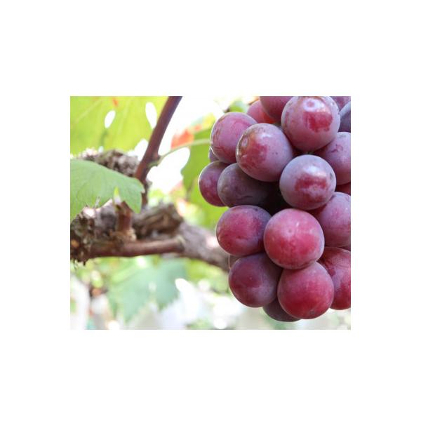 ■お礼品詳細　・配送種別：冷蔵便　・提供元：有限会社マミィギフトカガワ（三豊市）■お申し込み・配送・その他　・発送時期：【1回目】発送月の前月末日までのお支払いで発送月中旬より順次発送【2回目以降】発送月中旬より順次発送　・申込受付期間：通...