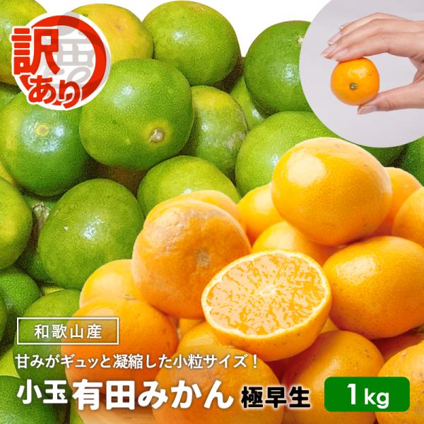 商品名小玉 有田みかん　極早生（青切り〜黄色）訳あり風によりキズやスレ・黒点などが外皮についていますが、皮をむけばほとんど問題なく、美味しく食べていただけます。とても小さいサイズで、規格外サイズを含む混合です。小玉は2S以下中心（Sを含む場...