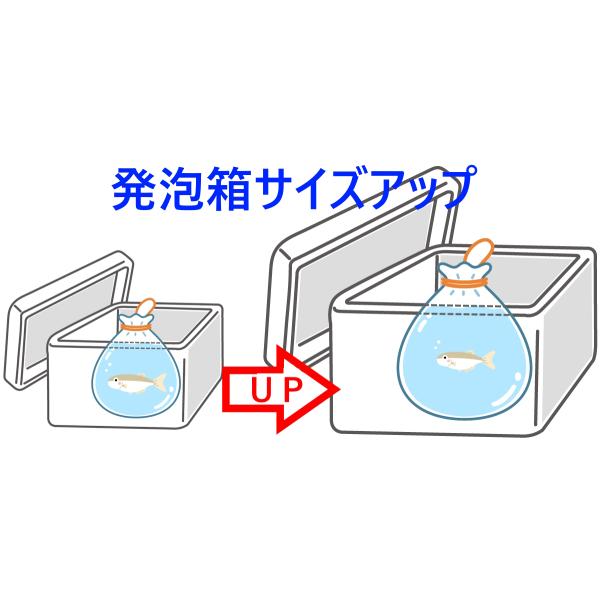 発泡箱の容量アップ（水や酸素の増量、保温性の向上）輸送時の生体への負荷を軽減します。※100円は仮の価格です。ご注文内容とお届け地域によっては価格が変わります。本商品を生体商品と一緒にご注文頂きますと、”当店受付後に送料（または本商品の数量...
