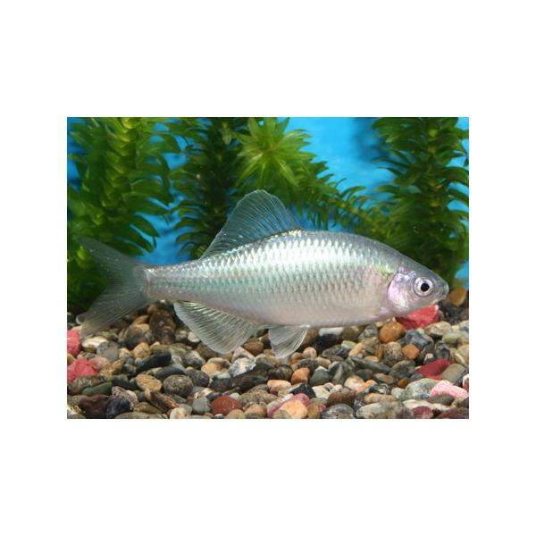 雌雄判別できません。大型タナゴカネヒラの色彩変異種です。メタリックの輝きを放ち泳ぎ回る様は見事です【それぞれの特徴】（婚姻色が出るのはオスのみです）メタリックカネヒラ・・・メタリックの体色でヒレが赤くなります。ブルーメタリックカネヒラ・・・...