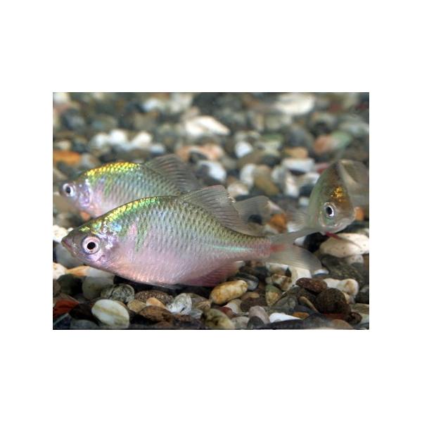 ※メスはオスに比べて小さいサイズが入る事があります。ニホンバラタナゴは日本の固有亜種で以前は琵琶湖から北九州に生息していましたが、タイリクバラタナゴとの交雑により純粋なものが減ってしまいました。雑食性ですが、水草の新芽やアオミドロなどの植物...