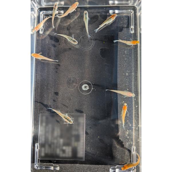 ラメメダカ　ミックス　１０匹セット各種ラメめだかの詰め合わせになります。ラメの選別はしませんのでラメが載ってない個体が入る場合がございます。画像は選別の一例です。入荷ごとに色の割合等が変わります。今回入荷分は2024年生まれで青系が多いです...