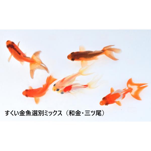 〇選別ミックス個体（三ツ尾）１０匹+２匹（保証分）【すくい金魚の品種】和金と琉金を掛け合わせて金魚すくい用に改良された品種のようです。【サイズ】３〜４ｃｍ前後の個体が多いです。【内訳：大凡の割合】更紗　     5割前後赤黒    2~3割...