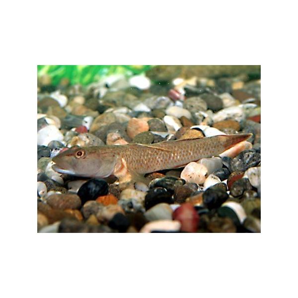 愛嬌タップリですが肉食性ですので水槽内での飼育には注意が必要です。個体サイズやペア販売時を除く雌雄の指定についてはお受け致しかねますのでご了承下さい。検索用キーワード：かわよしのぼり　かわよし　カワヨシ　よしのぼり　ヨシノボリ