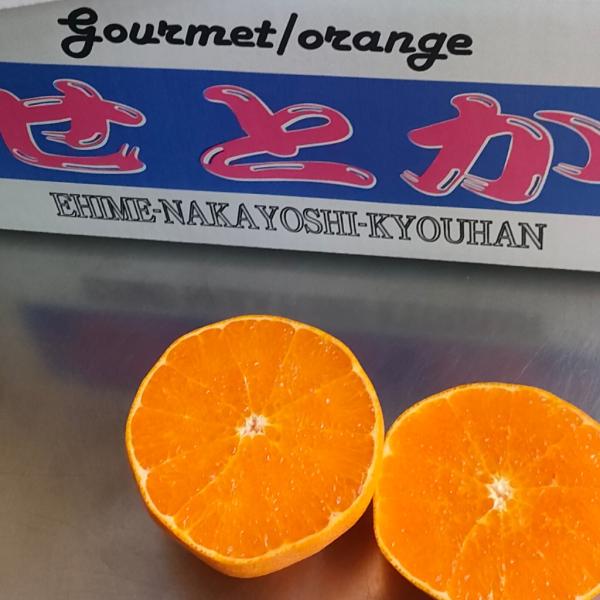 【発売日：2026年02月01日】商品名　ハウス　せとか（清見×アンコール×マーコット）産地　愛媛西宇和規格　訳あり家庭用内容量　５キロサイズ　不揃いL〜3L訳あり家庭用　せとか訳あり品の為梱包材に新聞紙を使用しております。ご理解のほどよろ...