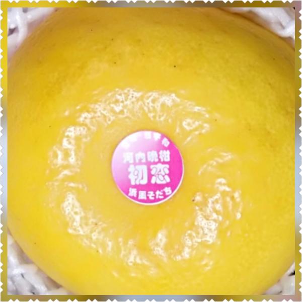 【発売日：2026年05月20日】河内晩柑（かわちばんかん）は、「和製グレープフルーツ」とも呼ばれ、ジューシーでさっぱりとした甘味と酸味が特徴で、グレープフルーツのような苦味は無くとても食べやすいです。　商品　　初　恋（河内晩柑）２０１０産...