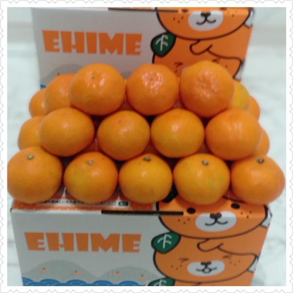 【発売日：2025年10月18日】商品名　当店オリジナル　こみきゃん産地　愛媛西宇和サイズ　小玉内容量　２キロ規格　　訳あり家庭用（多少ですが傷があるものがあるものも入りますかわいい.みきゃん箱入家庭用みかんきずすれなどから．糖度が高い為に...