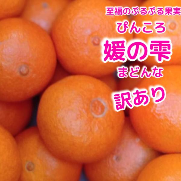 【発売日：2025年12月05日】商品名　愛媛のまどんな　ぴんころ媛の雫２００６産地　愛媛.西宇和規格　訳あり家庭用　キズや黒点があるものがありますサイズ　２S〜Мサイズ内容量　3.3キロぷるぷる食感　柑橘のゼリーはいかがですか甘味が強くほ...