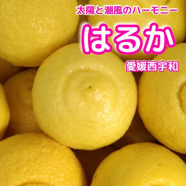 【発売日：2026年02月18日】商品名　はるかみかん産地　　愛媛西宇和規格　　訳あり家庭用キズすれサイズ　不揃い内容量　5キロ外見から見るとレモンのようで酸っぱそうに見えますがそれがなんとお伝えしたらいいんでしょう爽やかな甘〜い香りとても...
