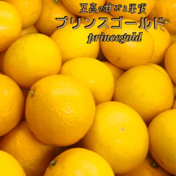【発売日：2025年03月14日】プリンスゴールド（サマー清見）清見の枝変わりとされる品種で、果皮が黄色いのが特徴。その外観から輝きタンゴールや星タンゴールなどとも呼ばれます。さわやかな香りを持ち、果肉がやわらかく果汁たっぷりでまろやかな甘...