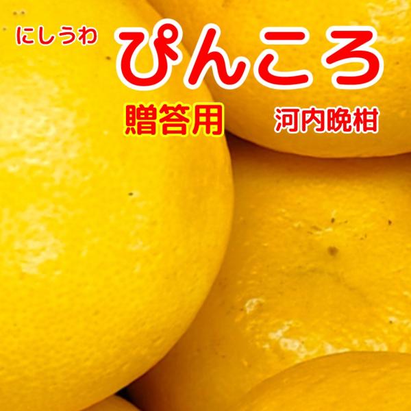 【発売日：2026年05月06日】品名　ぴんころ河内晩柑産地　愛媛厳選産地規格　特選、贈答品サイズ　L〜Sサイズ内容量　7.5キロ　爽やかな香り甘味が強くほんの少しの酸味河内晩柑です当店のオリジナル箱にて発送させて頂きます。