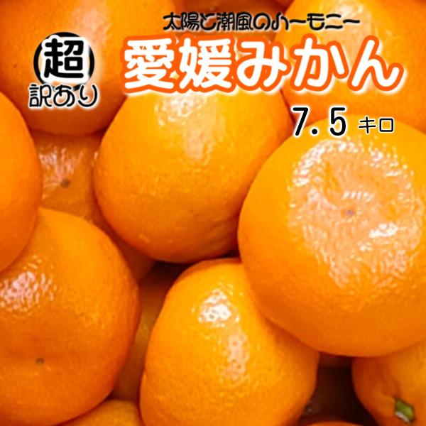 【発売日：2025年12月15日】品名　超！訳あり西宇和みかん産地　西宇和八幡浜規格　超訳ありサイズ　不揃い内容量　7.5キロ（７キロ＋保証分約５００g）超訳あり品とはどんなみかん(1)みかんの初期ごろは外皮が黄緑色等の極早生みかん早生みか...