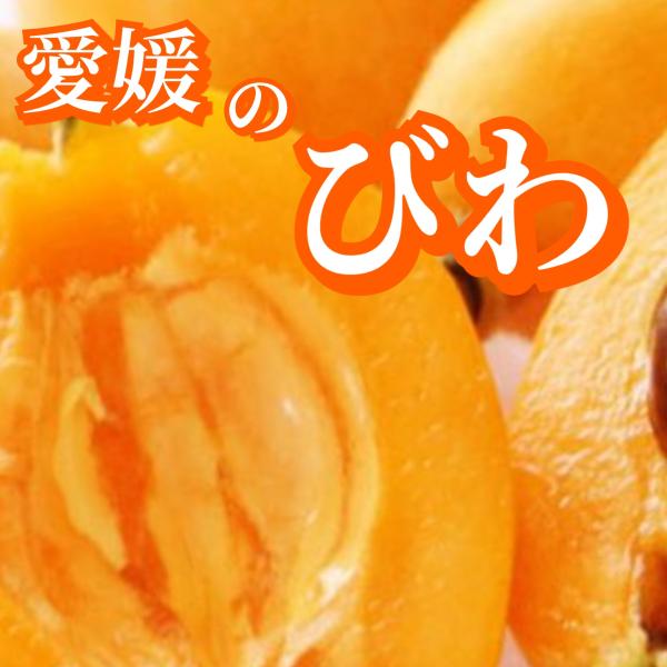 【発売日：2025年05月28日】品名　愛媛のびわ産地　愛媛県１パック　6玉〜９玉内容量　約1キロから1.2キロ（3パック入っています）3パックお入れして発送させていただきます。有袋栽培です甘くて美味しいです。北海道東北沖縄のお客様別途送料...