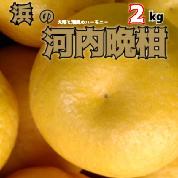 【発売日：2026年06月16日】愛されて20年以上当店オリジナル名品名　浜の河内晩柑産地　愛媛西宇和品質　訳あり家庭用サイズ　不揃い内容量　２キロ多少．キズがあります爽やかな香りとてもジューシーで甘味の後にくるほんの少しの酸味のバランスが...