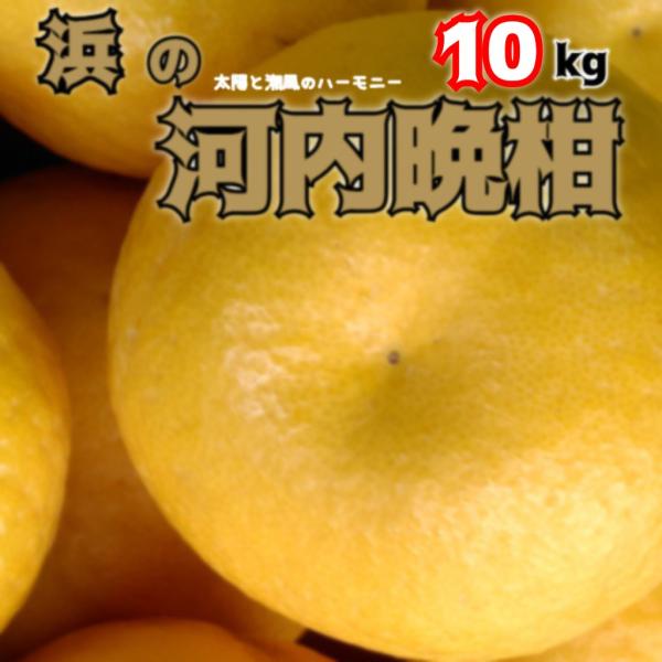【発売日：2026年07月07日】品名　浜の河内晩柑産地　愛媛西宇和八幡浜品質　訳あり家庭用サイズ　不揃い内容量　１０キロ爽やかな香りとてもジューシーで甘味の後にくるほんの少しの酸味のバランスがよく今からの季節にぴったりの柑橘浜の河内晩柑！...