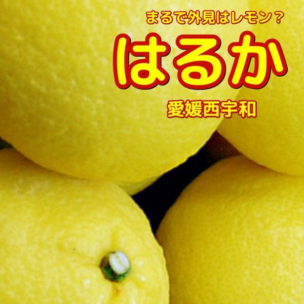 【発売日：2026年02月01日】見た目を裏切る爽やかな甘さレモンのような果肉の色（黄白）ですが、酸味はほとんどなく、さわやかな甘さがありおすすめです品名　はるか産地　愛媛県産規格　訳ありサイズ　不揃い内容量　１０キロきずすれやけや外皮の色...