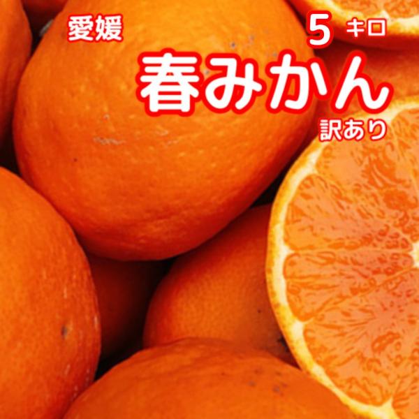 【発売日：2026年05月10日】春から初夏にみかんのように食べられる4月〜5月に収穫され、生産量の少ない珍しい品種外皮が柔らかいので少しキズもありますが、糖度が高くジューシーで低農薬栽培当店オリジナル名品名　春みかん産地　愛媛県産規格　訳...