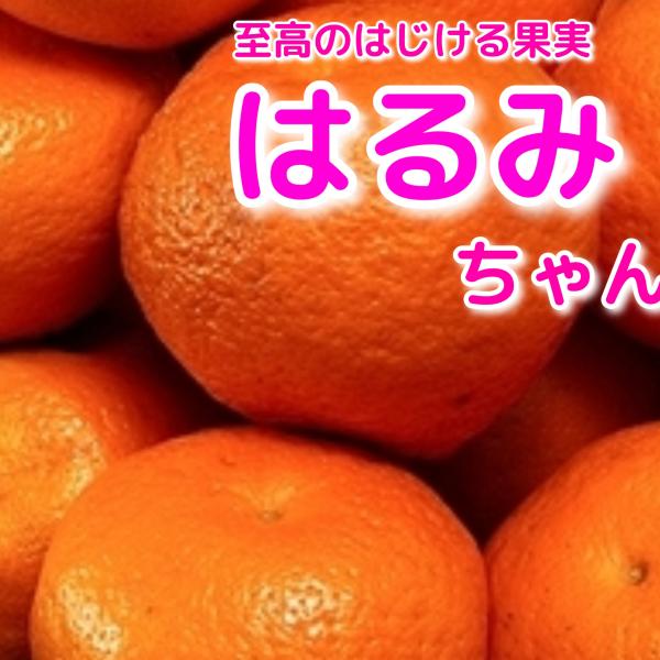【発売日：2026年02月19日】商品名　はるみみかん産地　愛媛八幡浜規格　訳ありサイズ　不揃い内容量　10キロみかんのように簡単に皮が剥けみかん感覚でお口のなかにつぶつぶ感とぷちぷち感のハーモニー訳あり品なので味のばらつき色むらなどありま...