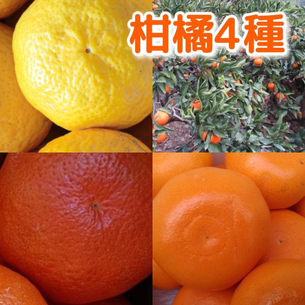 【発売日：2026年02月22日】当店のオリジナル　柑橘4種セット県外の卸先販売商品を出品させて頂きました。爽やかな香り甘みと酸味のバランスがとてもいい柑橘です店主が厳選した柑橘4種を手詰めにてお送りさせて頂きます各1.25キロ強の4種内容...