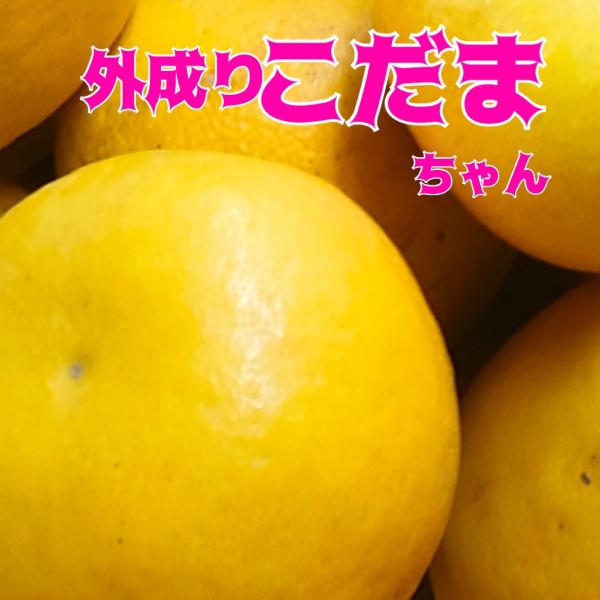 【発売日：2026年04月01日】品名　　外成り河内晩柑こだまちゃん産地　愛媛西宇和品質　訳あり家庭用サイズ　Ｓ〜Lサイズ内容量　８キロ低農薬栽培愛媛県基準の50％セント以下化学肥料は一切使用しておりません爽やかな香り果汁たっぷりジューシー...