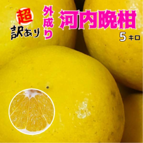 【発売日：2026年05月06日】品名　超！！訳あり　河内晩柑産地　愛媛西宇和サイズ　不揃い不選別内容量　5キロ（4.5キロ＋保証分約５００g）※発送後即時お受け取り可能なお客様に限ります。不在で持ち帰りになると気温上昇で段ボール内が高温と...
