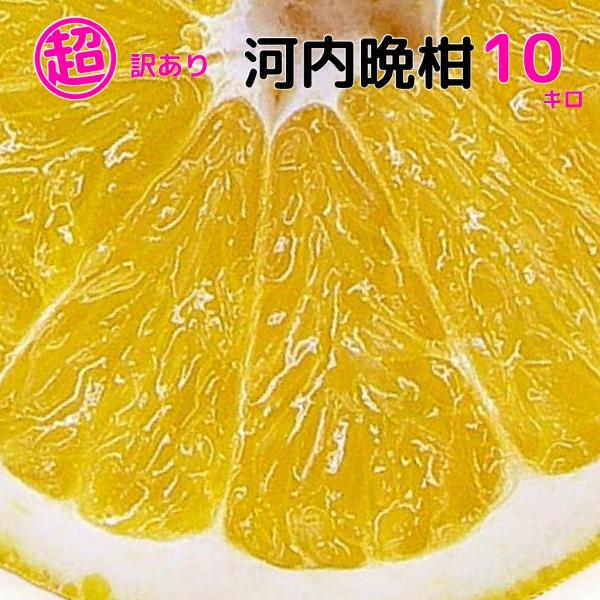 【発売日：2026年05月11日】品名　超訳あり河内晩柑産地　愛媛県産品質　超訳ありサイズ　不揃い内容量　10キロ(9.5キロ＋保証分約500g)当店の取引先の卸先に卸せないもの店頭販売ができない河内晩柑です。破格のお値段なのでサイズの指定...