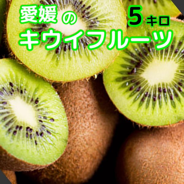 【発売日：2026年02月17日】品名　キウイフルーツ産地　愛媛県規格　家庭用サイズ　不揃い内容量　５キロ箱詰めや袋詰めのとき少しのキズや少しの変形などで正品にならなかったものです見た目が綺麗な物も正品と見た目わからないものありますが少し柔...