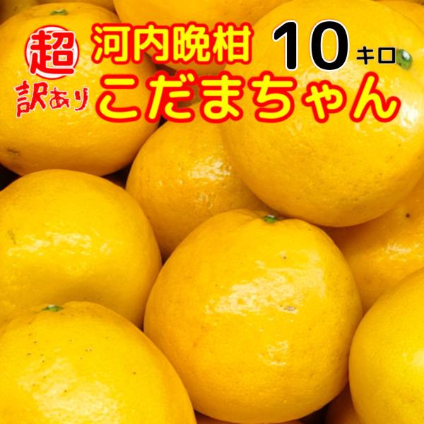 【発売日：2026年04月02日】商品名　河内晩柑 こだまちゃん内容量　 10キロ　約9.5kg＋保証分500g産地 愛媛県産 規格　超訳ありサイズ　不揃い 愛媛県より産地直送！さっぱり爽やかな味わいが人気の河内晩柑です。通常出荷できなかっ...