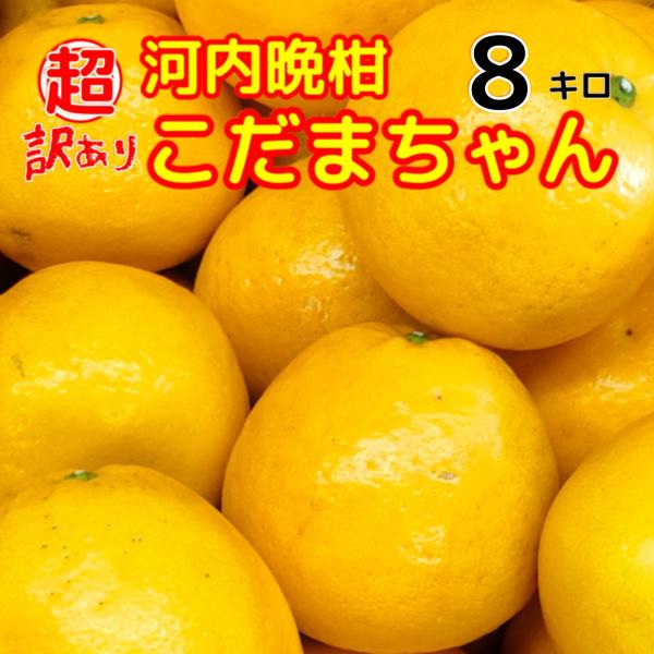 【発売日：2026年04月02日】商品名　河内晩柑 こだまちゃん内容量　 ８キロ　約7.5kg＋保証分500g産地 愛媛県産 規格　超訳ありサイズ　不揃い 愛媛県より産地直送！さっぱり爽やかな味わいが人気の河内晩柑です。通常出荷できなかった...