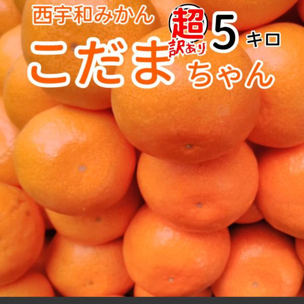 【発売日：2026年10月20日】品名　超訳あり　こだまみかん産地　愛媛八幡浜規格　超訳ありサイズ　不揃い不選別　内容量　５キロ（4.5キロ＋保証分約５００g）サイズ不揃い2S〜４Sまでのサイズが入りますジュース加工用に最適です。キズすれ青...