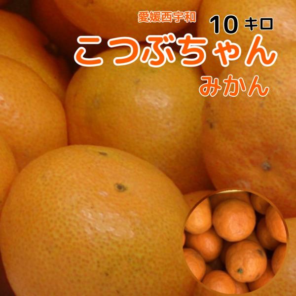 【発売日：2025年09月30日】※その年年で発売日が到来しても、成育状態により発送日は前後致します※9月中旬〜９月下旬予定での発送となります。商品名　こつぶちゃん産地　　愛媛西宇和　規格　　訳ありサイズ　3S〜2S内容量　１０キロ発送　　...
