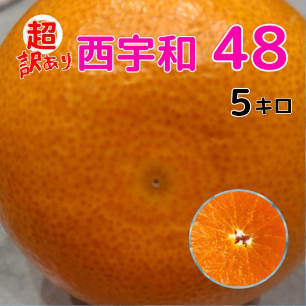 【発売日：2026年03月12日】紅プリンセスは基準が厳しく農協の正箱に入っていて尚且つ糖度12度以上で、形なども規定があります農協、正規品販売の市場の仕入れしたもので仕入れ伝票があるものも以外は正規名称での販売はできません類似、紅ぷり、紅...