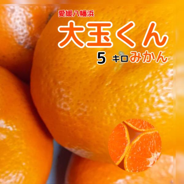【発売日：2026年01月08日】品名　八幡浜みかん　大玉くん！！2003産地　愛媛八幡浜規格　訳ありサイズ　２Ｌ以上内容量　５キロ　温州みかん　大玉くん！！味覚は人それぞれですがみかんも山や方角により味も全く違いますそいった訳で．訳あり品...