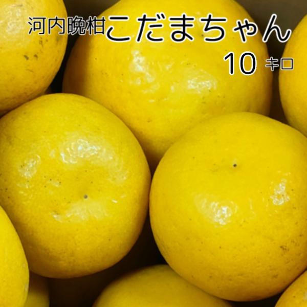 【発売日：2025年04月01日】品名　　河内晩柑　こだまちゃん　２０１０産地　愛媛西宇和　品質　訳あり　サイズ　2S〜L内容量　10キロ　低農薬栽培愛媛県基準の50％以下科学肥料は一切使用しておりません※３度味が変わる柑橘？河内晩柑は、木...