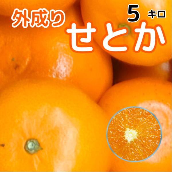 【発売日：2026年04月08日】商品名　外成りせとかこだまちゃん（清見×アンコール×マーコット）産地　愛媛県産規格　訳あり　内容量　5キロ(4.5キロ+保証分500g)サイズ　不揃いサイズ　こだまの不揃い不選別せとかこだまちゃん 5kg（...