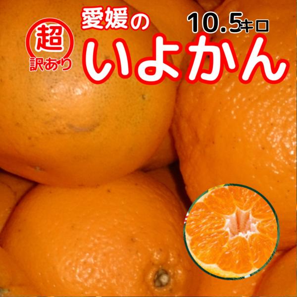 【発売日：2026年01月31日】※段ボールの納入に遅れがある場合、再生箱での発送となります品名　超訳あり　いよかん産地　愛媛県規格　加工用に適していますサイズ　不揃い不選別内容量　１０．５キロ　（１０キロ＋保証分500g）超訳あり品はキズ...