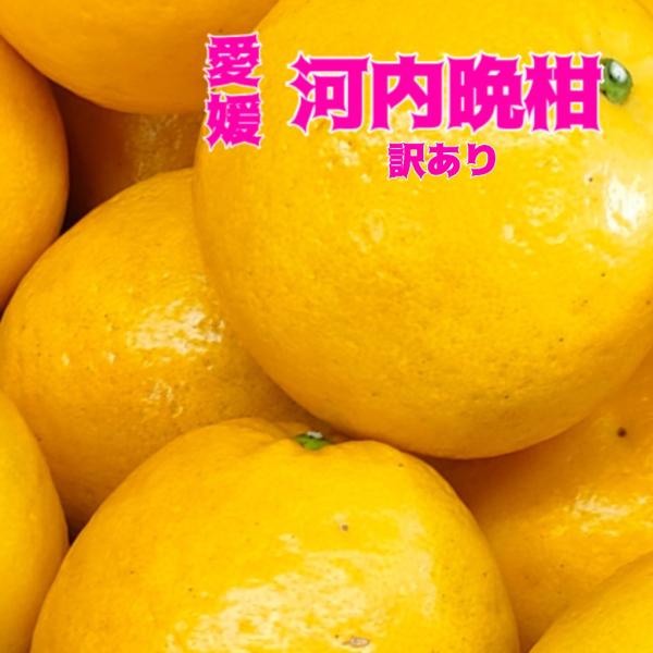 【発売日：2026年05月06日】品名　訳あり　河内晩柑産地　愛媛西宇和品質　訳あり家庭用サイズ　サイズ不選別内容量　7.5キロ多少．キズがあります爽やかな香りとてもジューシーで甘味の後にくるほんの少しの酸味のバランスがよくこれからのぴった...
