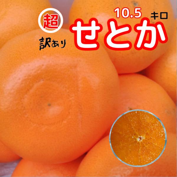 【発売日：2026年02月17日】※段ボール納入の遅れが出た場合、再生箱での発送となります。商品名　超訳ありせとか（清見×アンコール×マーコット）産地　愛媛にしうわ．中島．興居島規格　超訳あり内容量　10.5キロ（１０キロ＋５００ｇ保証）サ...